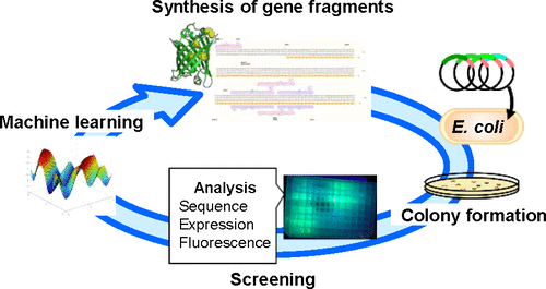 Machine-Learning-Guided Mutagenesis for Directed Evolution of ...
