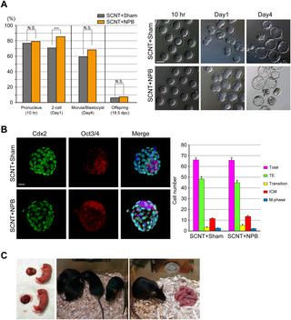 Single nucleolus precursor body formation in the pronucleus of mouse ...