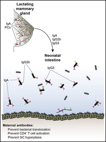 IgA对微生物群的反应。,Immunity - X-MOL