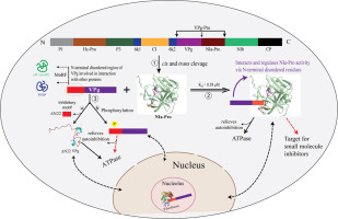 Mapping the domain of interaction of PVBV VPg with NIa-Pro: Role of N ...