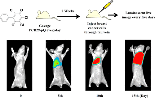 Polychlorinated Biphenyl Quinones Promotes Breast Cancer Metastasis ...