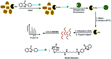 Target discovery of ebselen with a biotinylated probe†,Chemical ...