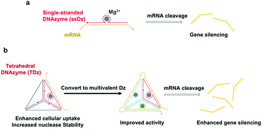 Tetrahedral DNAzymes for enhanced intracellular gene-silencing activity ...