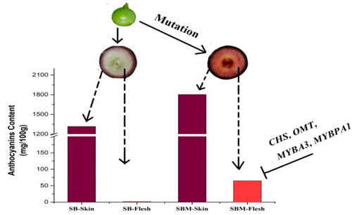 Changes of Anthocyanin Component Biosynthesis in ‘Summer Black’ Grape ...