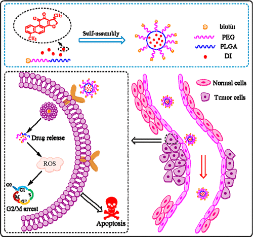 Biotin-Modified Polylactic-co-Glycolic Acid Nanoparticles with Improved ...