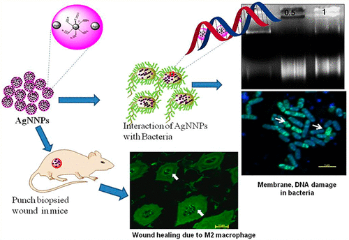 Ag2[Fe(CN)5NO] Nanoparticles Exhibit Antibacterial Activity and Wound ...