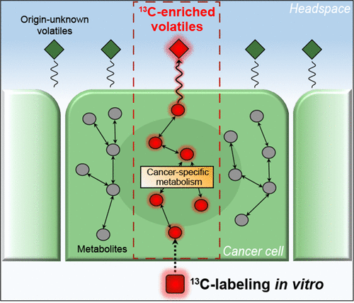 In Vitro Tracking of Intracellular Metabolism-Derived Cancer Volatiles via Isotope Labeling,ACS ...