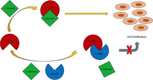 S100B作为拮抗剂来干扰S100A11和RAGE V域所包围的接口区域,ACS Omega - X-MOL