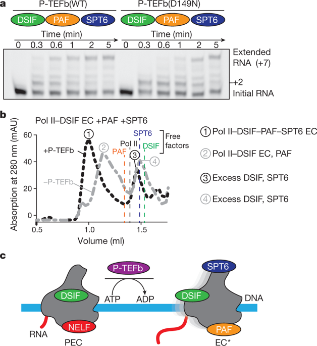 活化转录复合物 Pol II-DSIF-PAF-SPT6 的结构,Nature - X-MOL