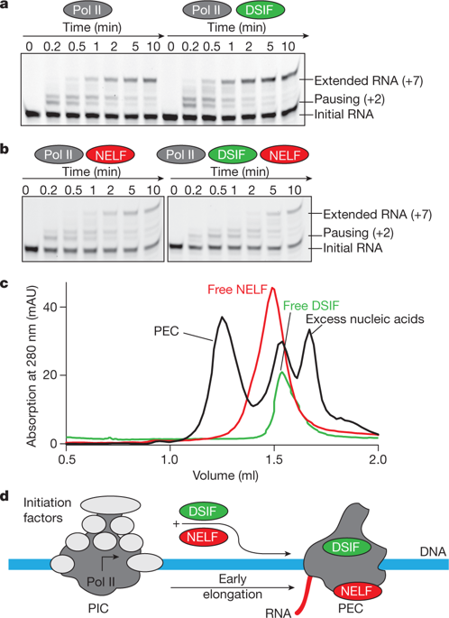 Structure of paused transcription complex Pol II–DSIF–NELF,Nature - X-MOL