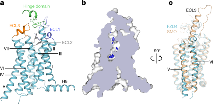 Crystal structure of the Frizzled 4 receptor in a ligand-free state ...