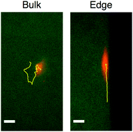 Edges impose planar alignment in nematic monolayers by directing cell ...