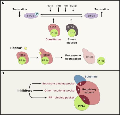 PP1 磷酸酶复合物：不再不可成药。,Cell - X-MOL