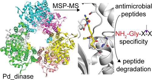A Commensal Dipeptidyl Aminopeptidase with Specificity for N-Terminal ...