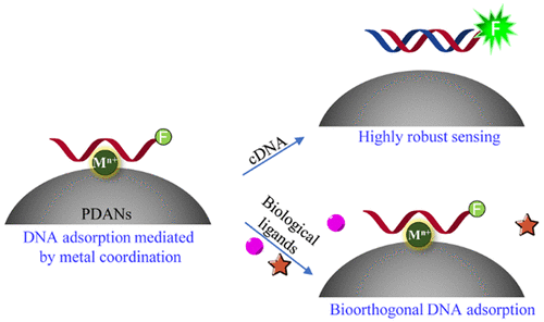 Bioorthogonal DNA Adsorption on Polydopamine Nanoparticles Mediated by ...
