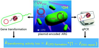 Elimination of transforming activity and gene degradation during UV and ...