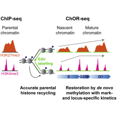 Accurate Recycling of Parental Histones Reproduces the Histone ...
