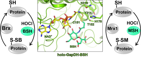 Redox regulation by reversible protein S-thiolation in Gram-positive ...