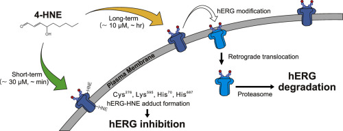 4-羟基壬醛通过双重机制抑制hERG K + 电流和心脏动作电位的延长,Redox Biology - X-MOL