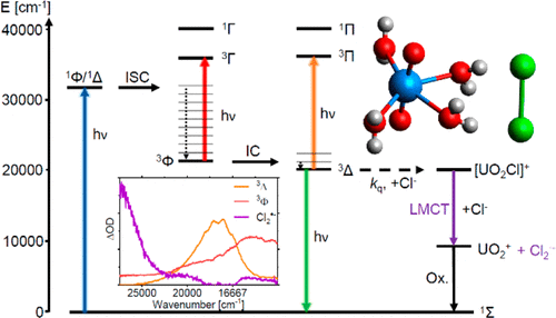 Ultrafast Transient Absorption Spectroscopy of UO22+ and [UO2Cl]+,The ...