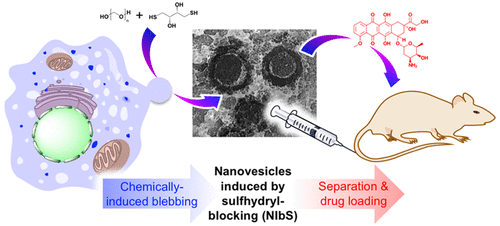 巯基封闭诱导的癌细胞衍生的，载有药物的纳米囊泡，可实现有效且安全的癌症治疗,ACS Nano - X-MOL
