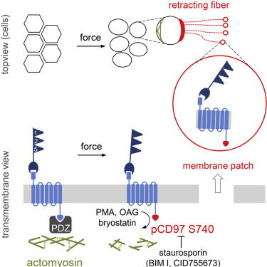 Mechano-Dependent Phosphorylation of the PDZ-Binding Motif of CD97 ...