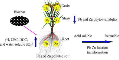 Effect of biochar from peanut shell on speciation and availability of ...