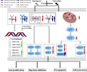 他莫昔芬和柚皮苷的组合抗增殖作用：四种雌激素受体亚型的作用,Toxicology - X-MOL
