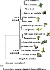 Phylogeny and evolutionary history of Pinaceae updated by ...