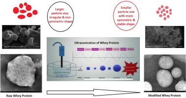 Characterization of heat-stable whey protein: Impact of ultrasound on ...