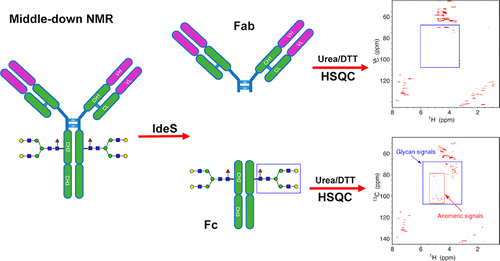 Chemical Structure and Composition of Major Glycans Covalently Linked ...