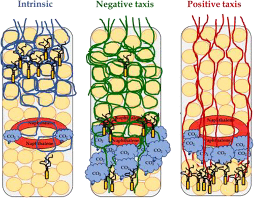 Impact of Chemoeffectors on Bacterial Motility, Transport, and ...