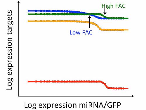 Single‐cell mRNA profiling reveals the hierarchical response of miRNA ...