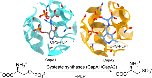 Studies on Two Convergently Evolved Cysteate Synthases in Sulfonolipid ...