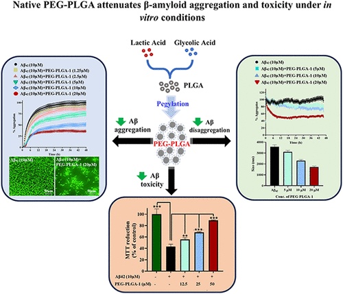 Native PEG–PLGA Attenuates β-Amyloid Aggregation and Toxicity under In ...