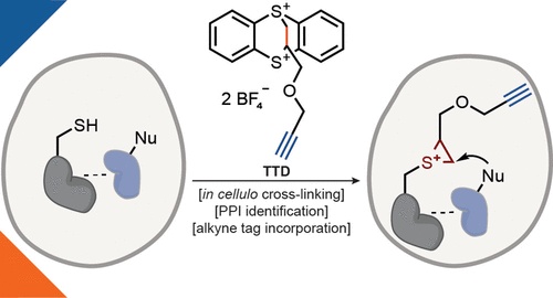 Thianthrenium Chemistry for Identification of Protein–Protein ...