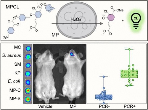 Exploiting the Clinical Potential of a Chemiluminescent Probe for ...