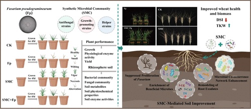 Cross-Kingdom Synthetic Microbiota Suppresses Wheat Fusarium Crown Rot ...