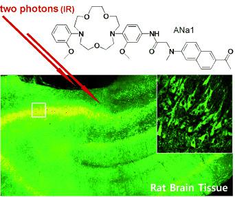 Sodium‐Ion‐Selective Two‐Photon Fluorescent Probe for In Vivo Imaging ...