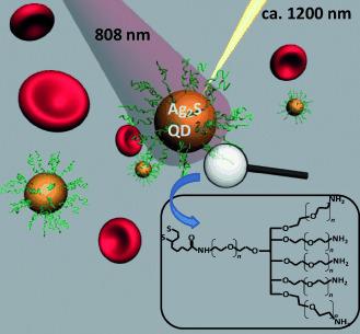 In Vivo Fluorescence Imaging with Ag2S Quantum Dots in the Second Near ...