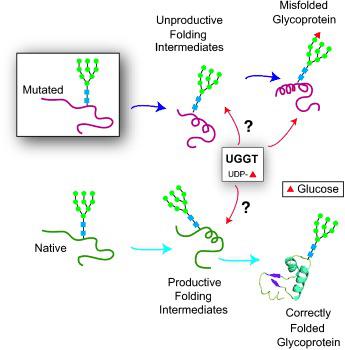 Folding of Synthetic Homogeneous Glycoproteins in the Presence of a ...
