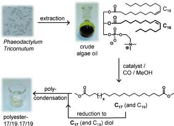 Synthetic Polyester from Algae Oil,Angewandte Chemie International ...