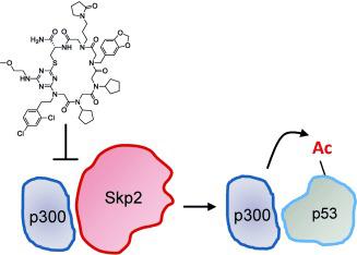 A Chemical Inhibitor of the Skp2/p300 Interaction that Promotes p53 ...
