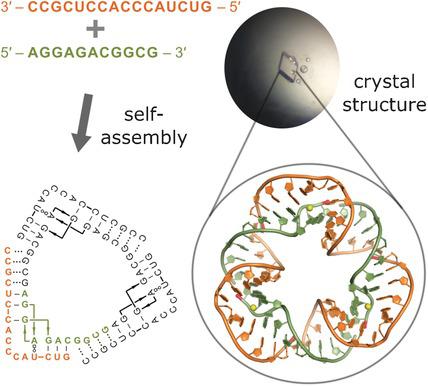 Crystal‐Structure‐Guided Design of Self‐Assembling RNA Nanotriangles ...