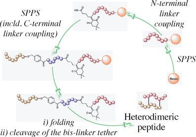 一种可化学裂解的双接头双链拴系策略，用于合成异二聚体肽,Angewandte Chemie International Edition - X-MOL