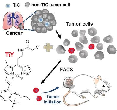 Identification of Tumor Initiating Cells with a Small‐Molecule ...