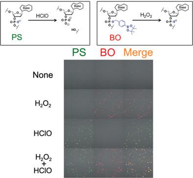 Orthogonal Activation of RNA-Cleaving DNAzymes in Live Cells by ...
