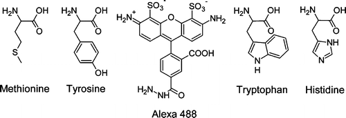 天然氨基酸猝灭 Alexa 荧光团的机制,Journal of the American Chemical Society - X-MOL