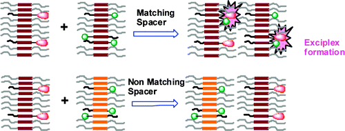 Coexisting Hydrophobic Compartments through Self-Sorting in Rod-like ...