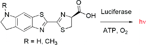Robust Light Emission from Cyclic Alkylaminoluciferin Substrates for ...